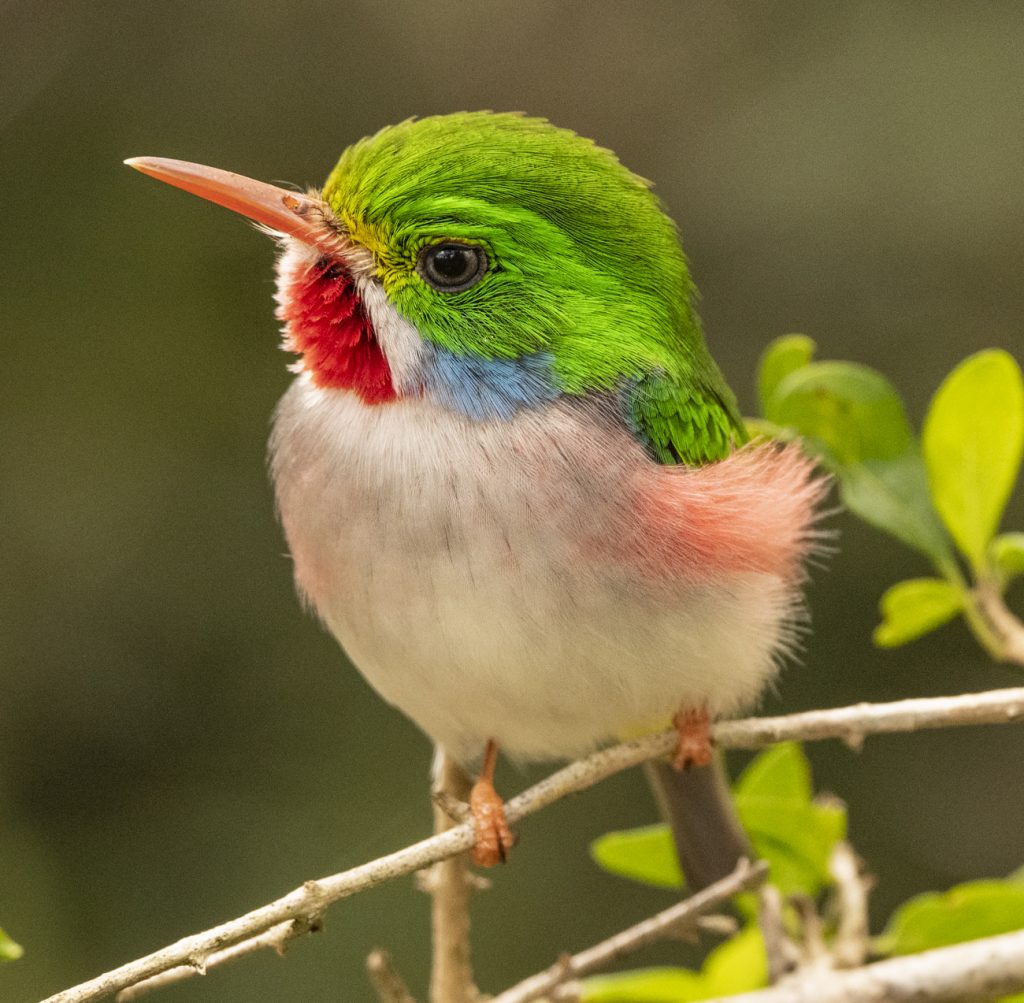 Cuban Tody | Nature Photography | Birding