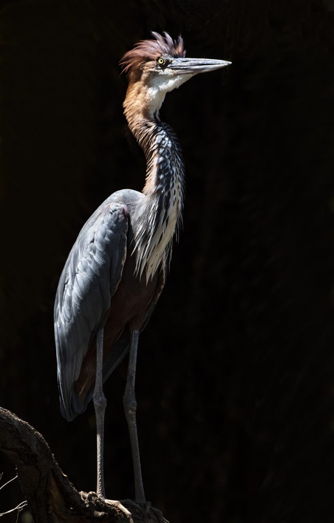 Goliath Heron - Owen Deutsch Photography