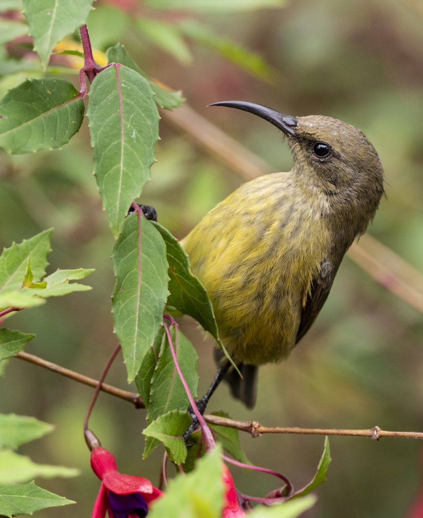 Northern Double-collared Sunbird - Owen Deutsch Photography