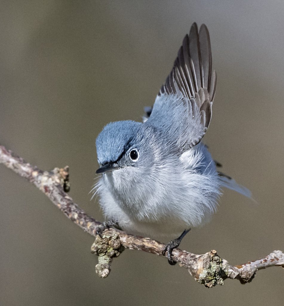 Blue-grey Gnatcatcher | Best Bird Photography | Magic Hedge