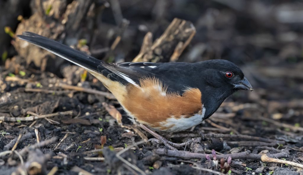 Eastern Towhee - Owen Deutsch Photography