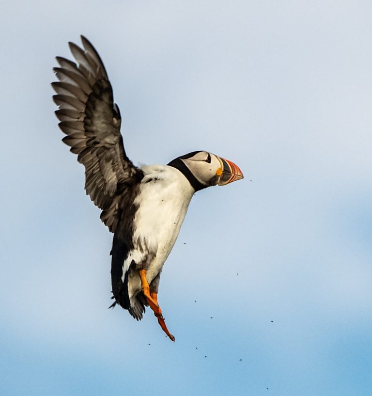Atlantic Puffin | Ornithology | Wildlife Photographer
