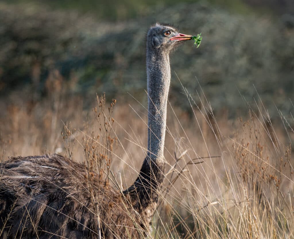 Common Ostrich - Owen Deutsch Photography