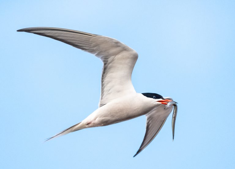 Common Tern - Owen Deutsch Photography