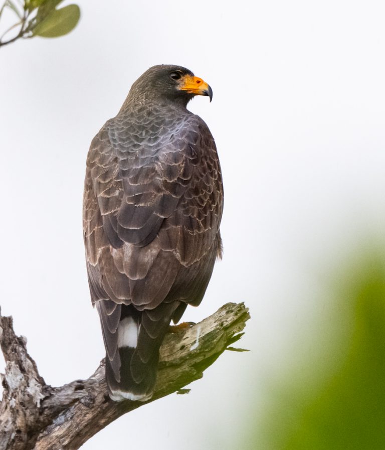 Cuban Black Hawk | Bird of Prey | Owen Deutsch Photography