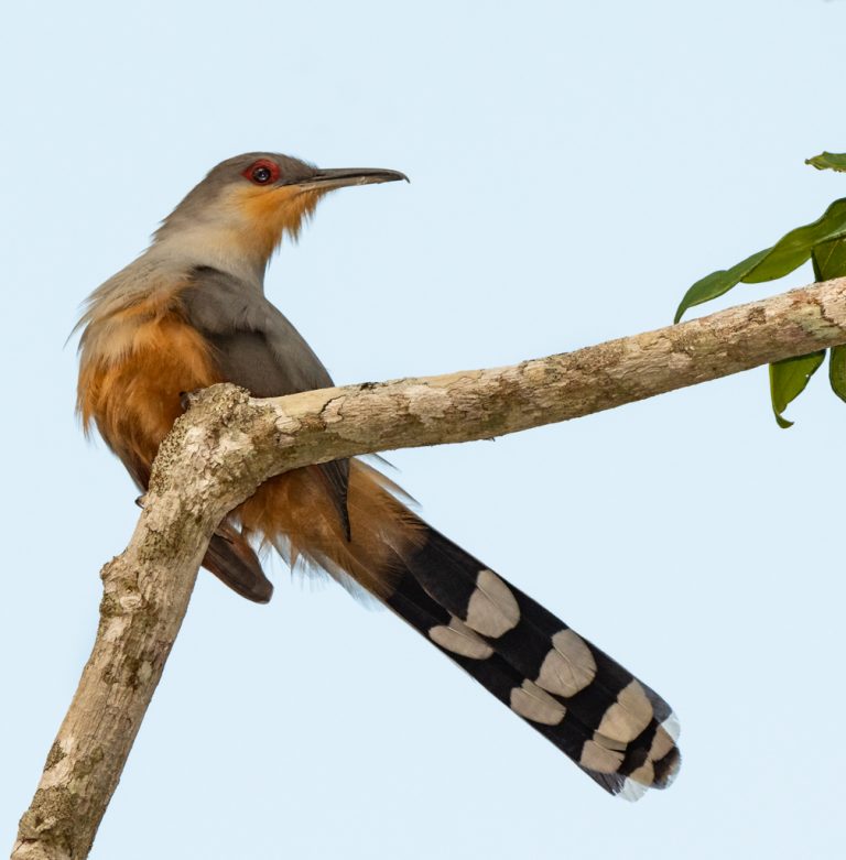 Hispaniolan Lizard Cuckoo - Owen Deutsch Photography