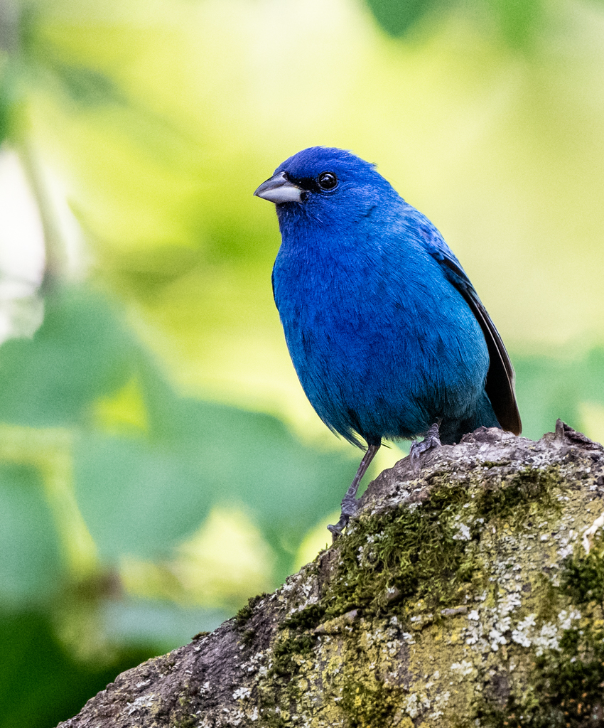 Indigo Bunting - Owen Deutsch Photography
