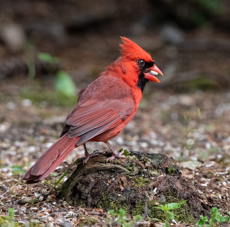 Northern Cardinal - Owen Deutsch Photography