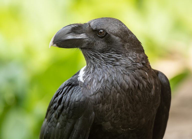 White-necked Raven - Owen Deutsch Photography