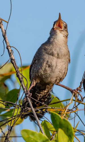 Zapata Wren - Owen Deutsch Photography