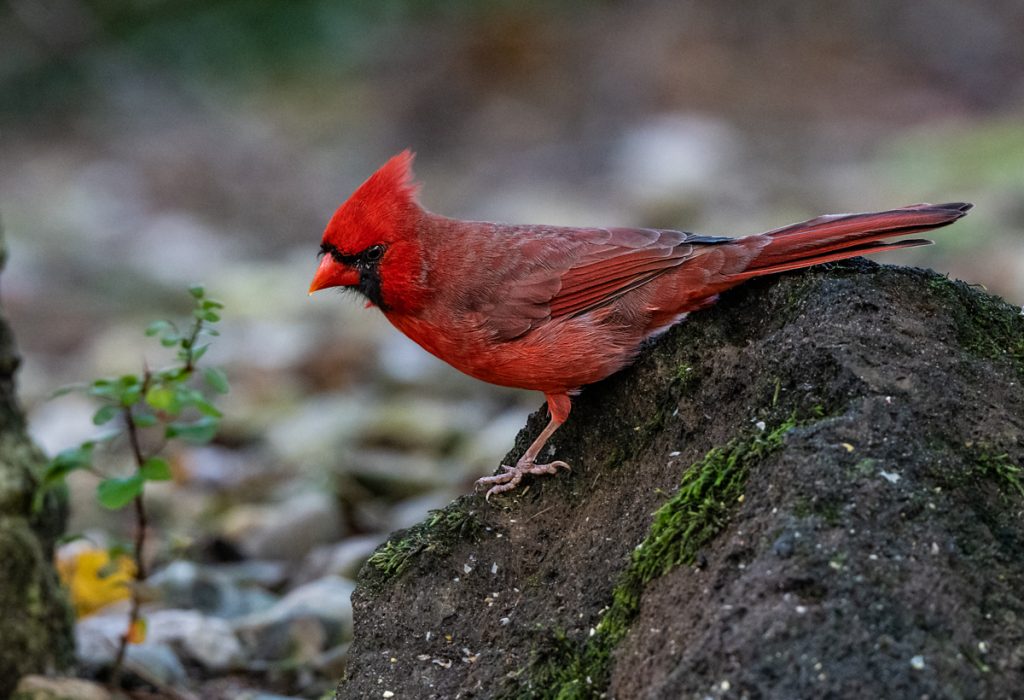 Northern Cardinal - Owen Deutsch Photography