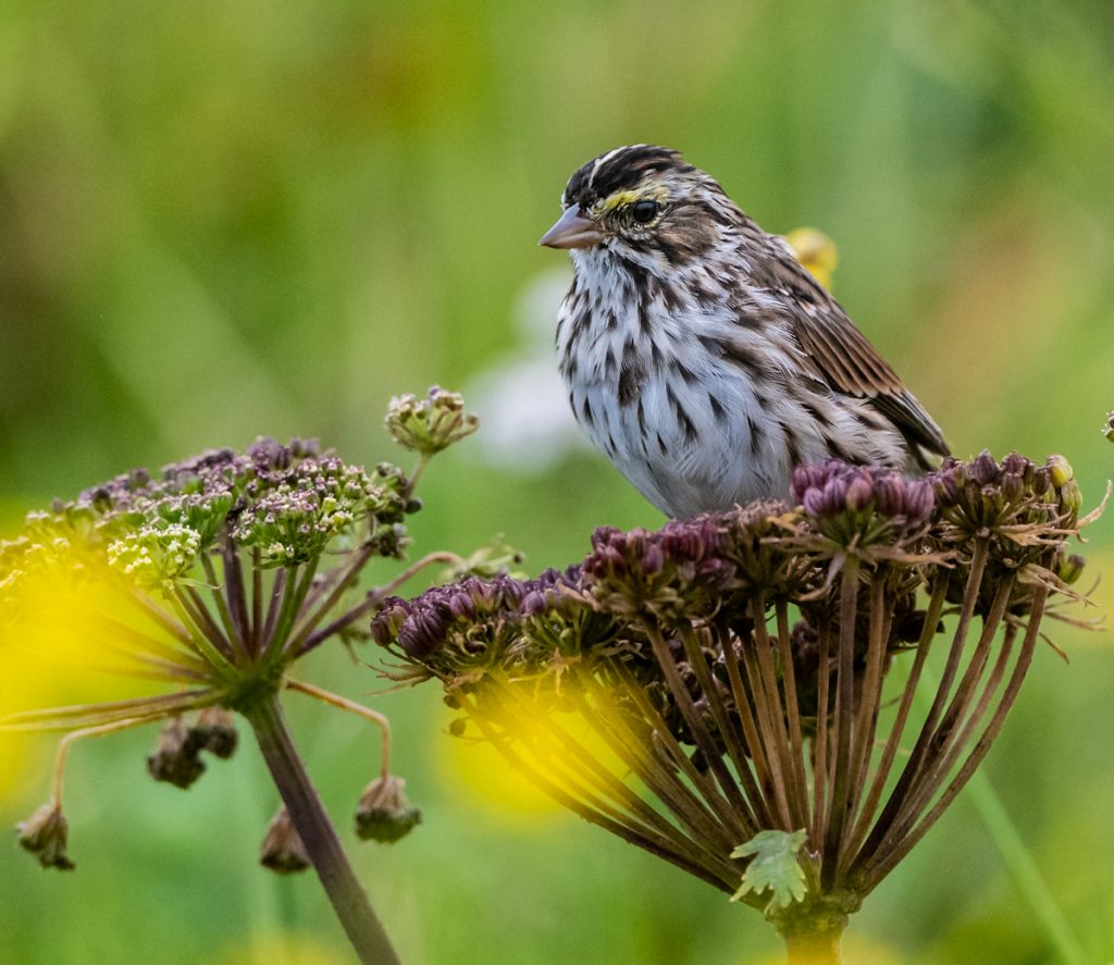 Savannah Sparrow - Owen Deutsch Photography