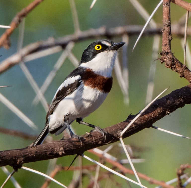 Black-headed Batis | Passerine | Owen Deutsch Photography