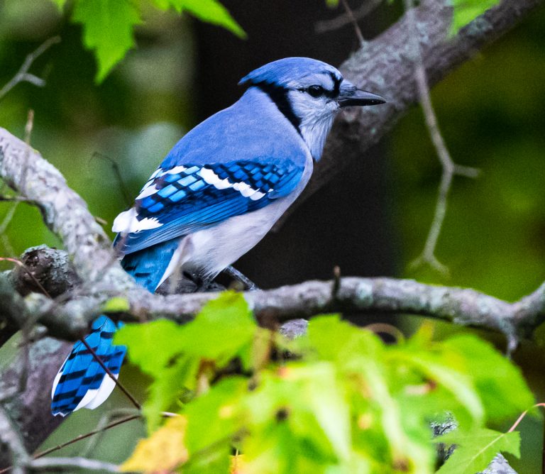 Blue Jay | Migration | Indiana Dunes