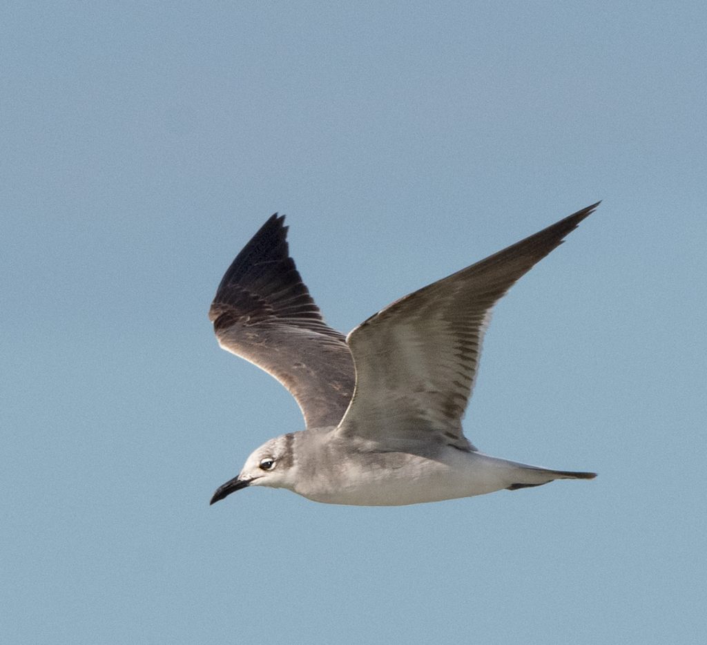 Laughing Gull - Owen Deutsch Photography