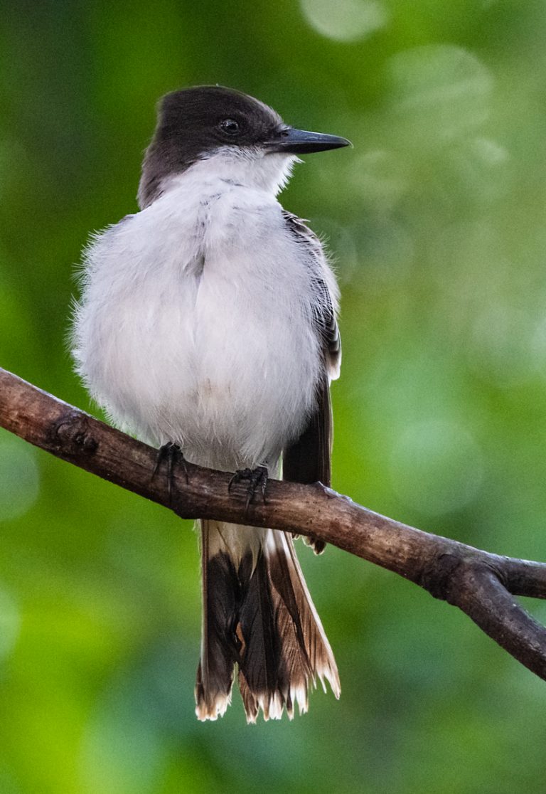 Loggerhead Kingbird - Owen Deutsch Photography