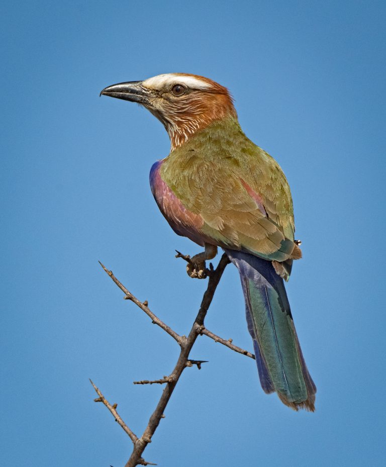 Purple Roller - Owen Deutsch Photography