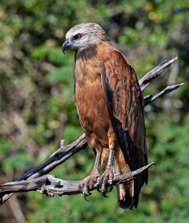 Black-collared Hawk | Birds of Prey | Wildlife Photography