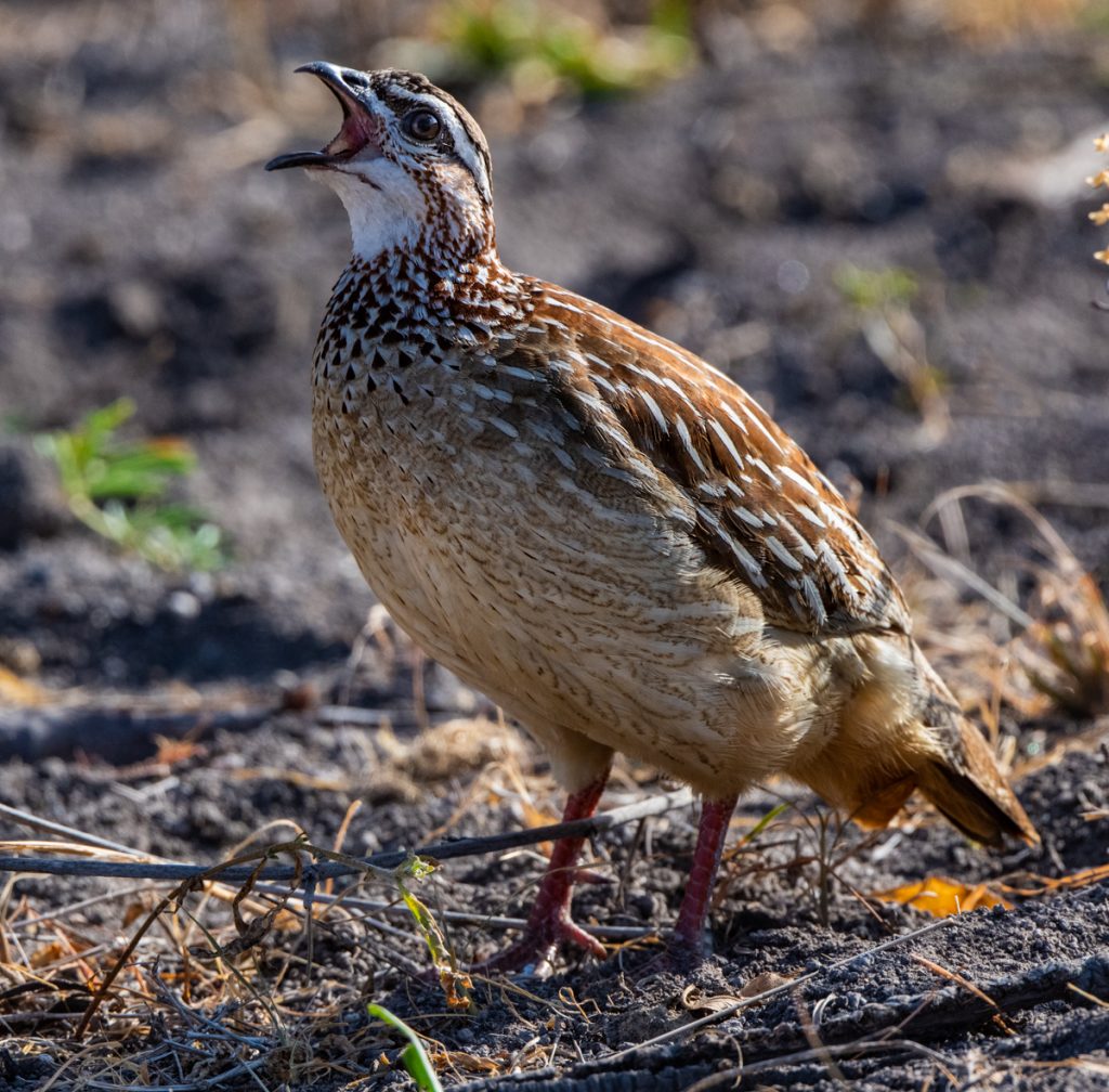Crested Francolin - Owen Deutsch Photography