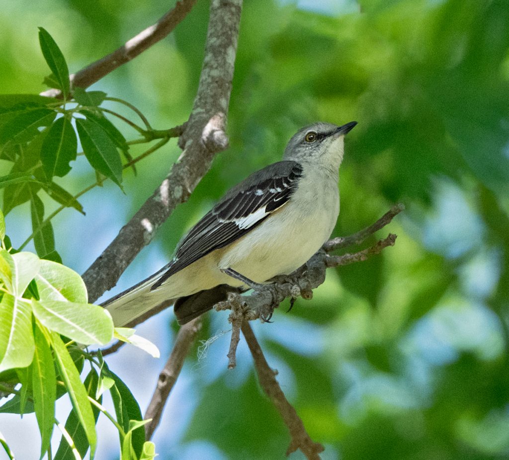 Northern Mockingbird - Owen Deutsch Photography