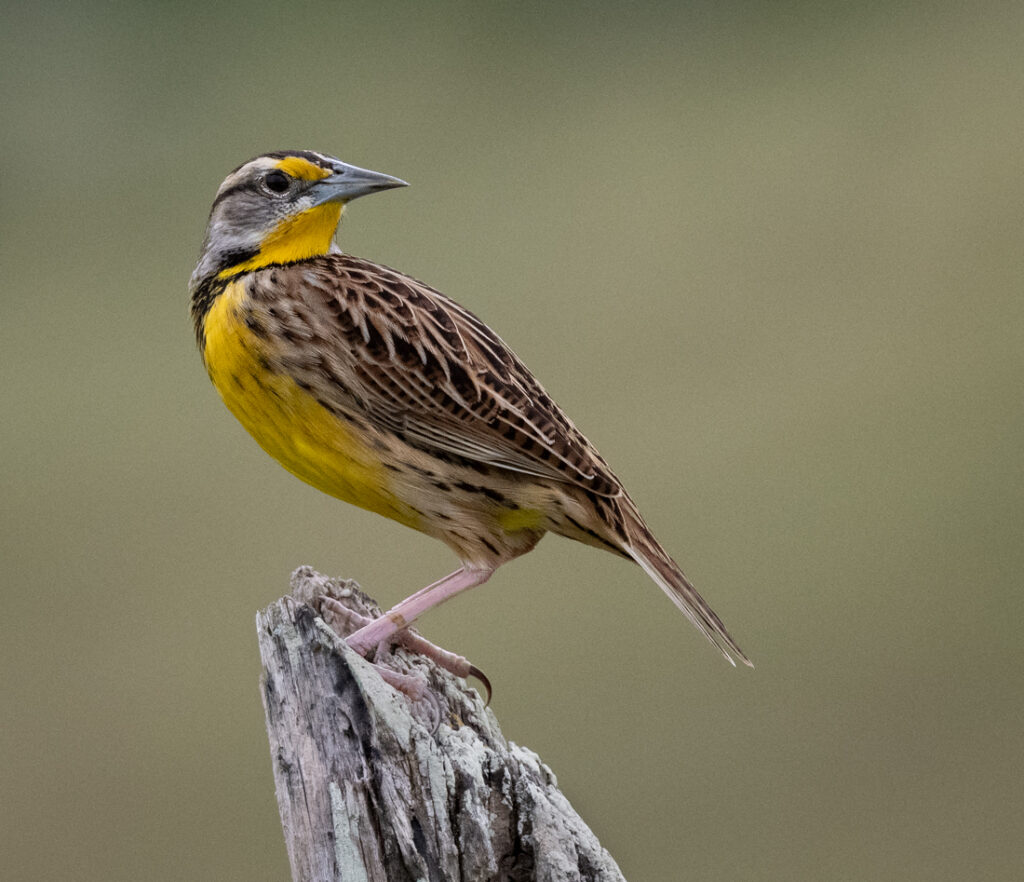 Eastern Meadowlark - Owen Deutsch Photography