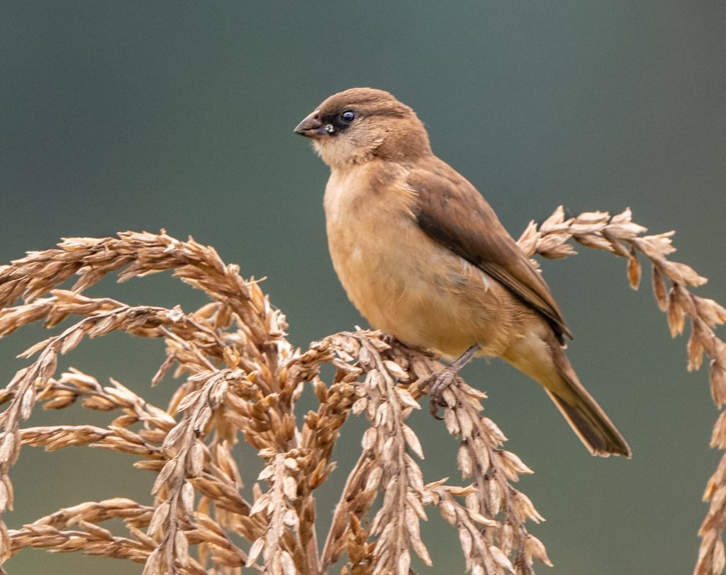 Grey-headed Sparrow - Owen Deutsch Photography