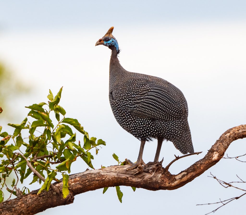 Helmeted Guineafowl - Owen Deutsch Photography