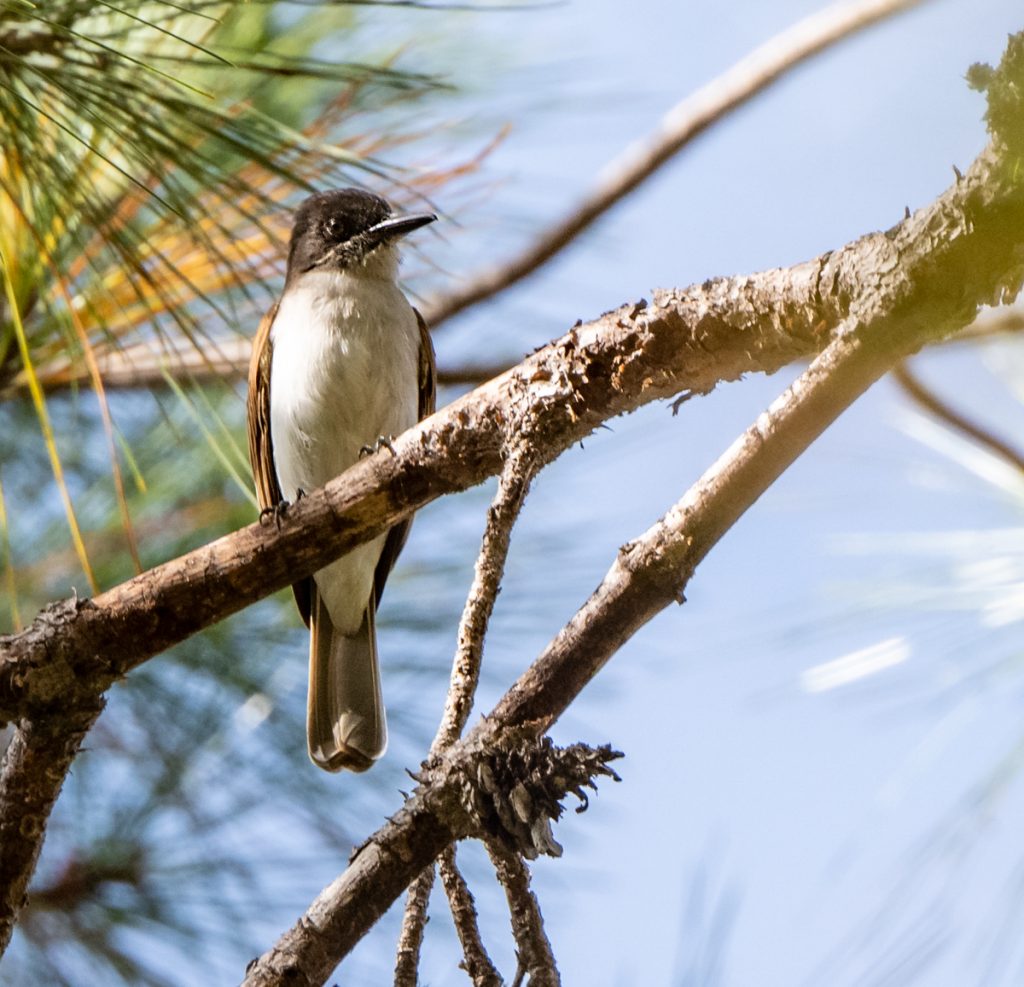 Loggerhead Kingbird - Owen Deutsch Photography