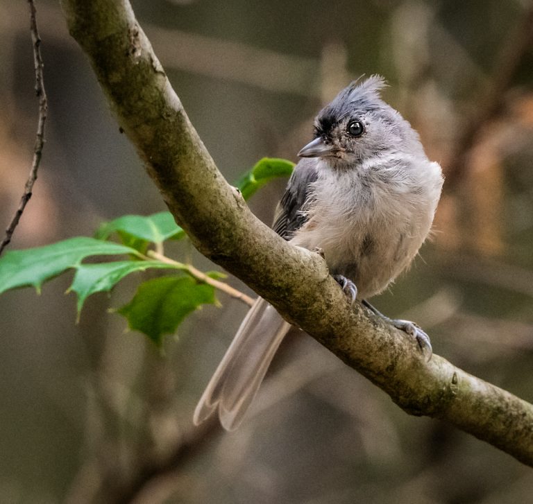 Tufted Titmouse - Owen Deutsch Photography