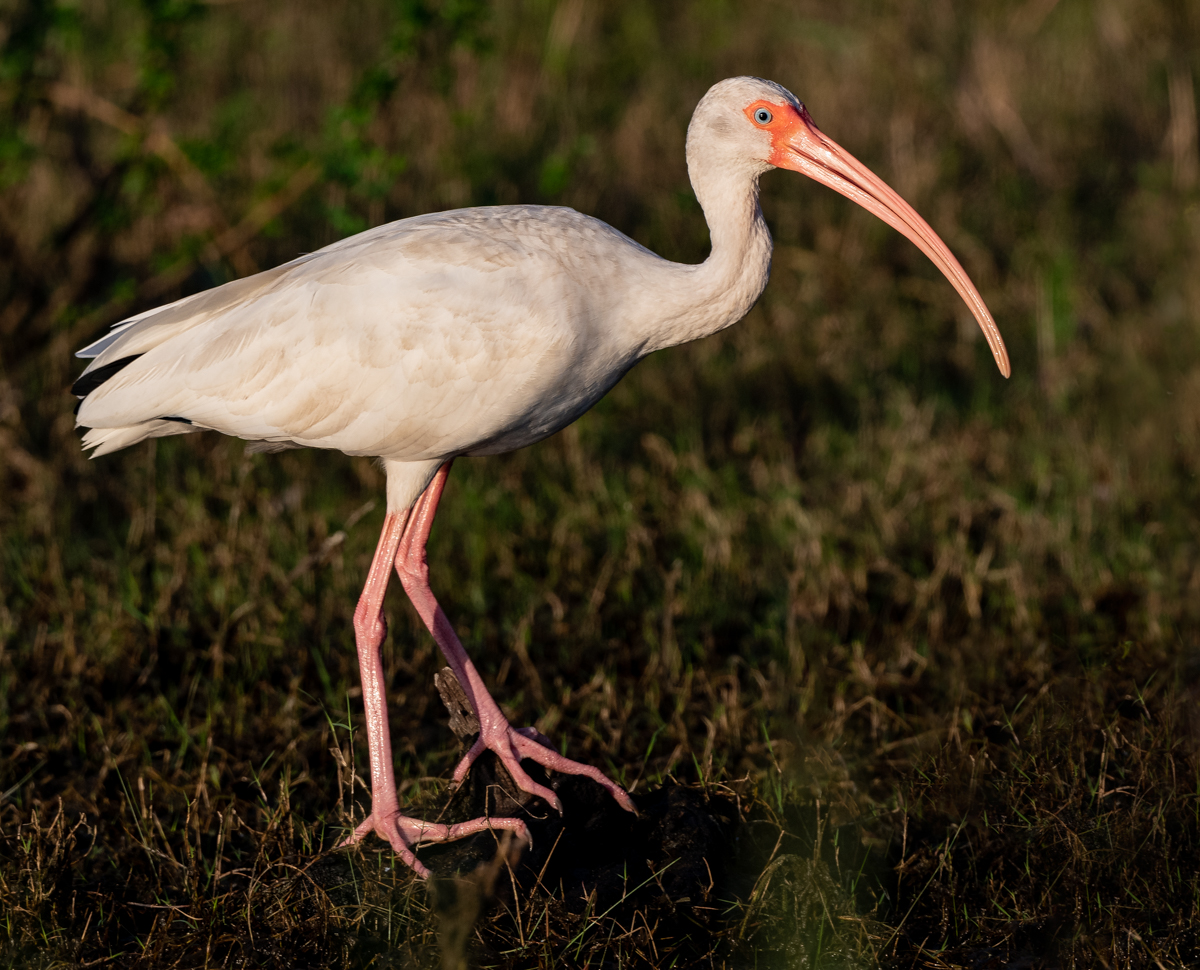 White Ibis - Owen Deutsch Photography