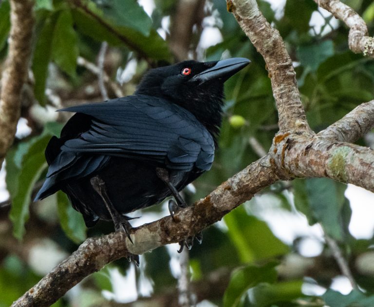 White-necked Crow - Owen Deutsch Photography