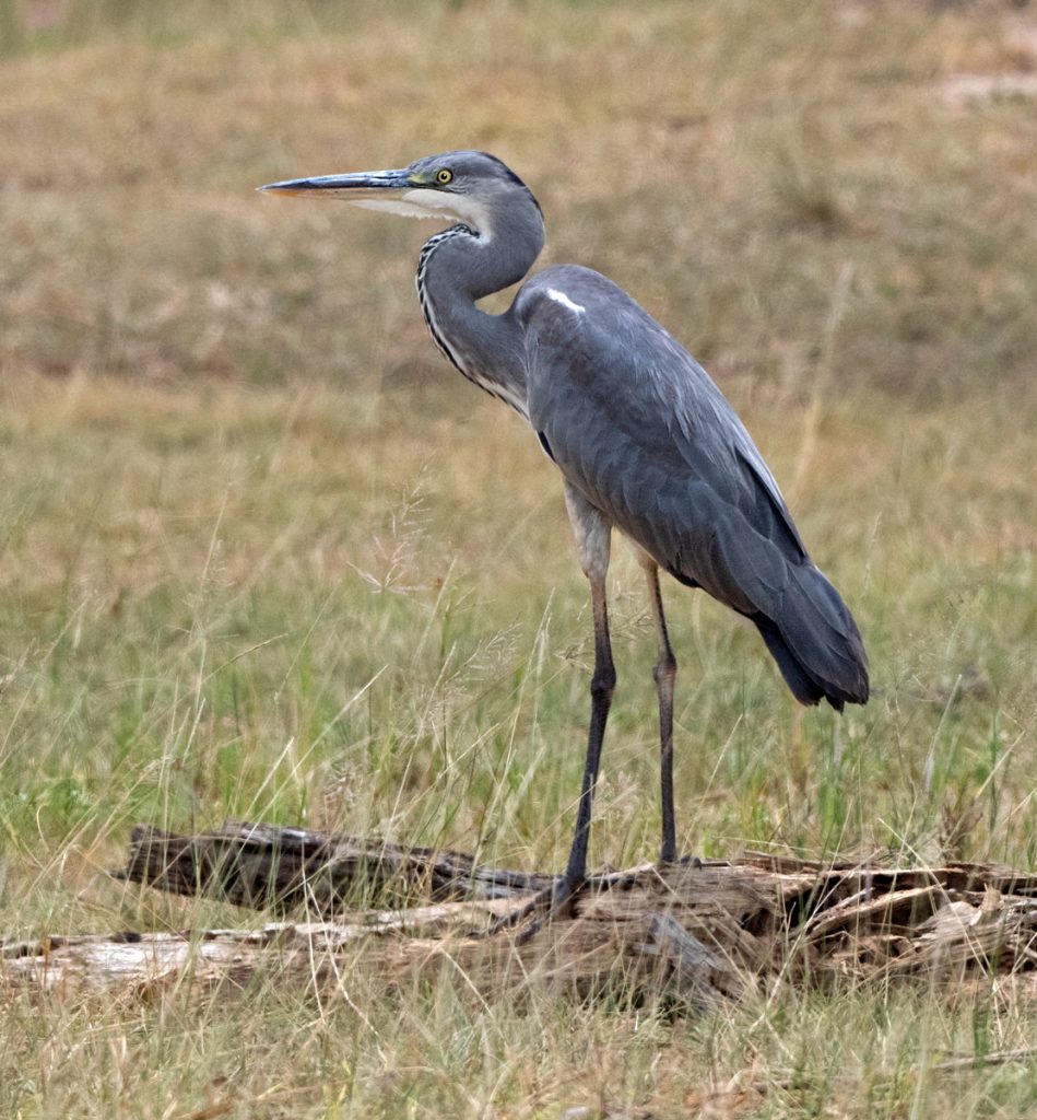 Black-headed Heron - Owen Deutsch Photography