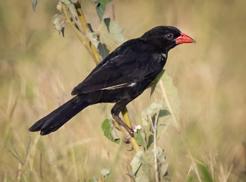 Red-billed Buffalo Weaver - Owen Deutsch Photography