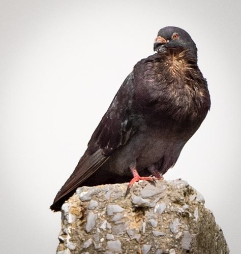 Rock Dove - Owen Deutsch Photography
