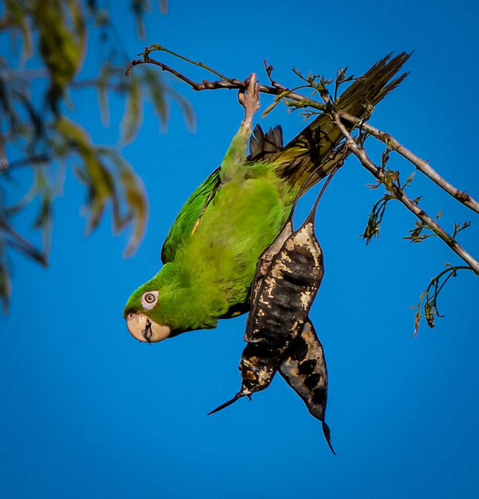 Cuban Parakeet | Endangered Bird | Passerine