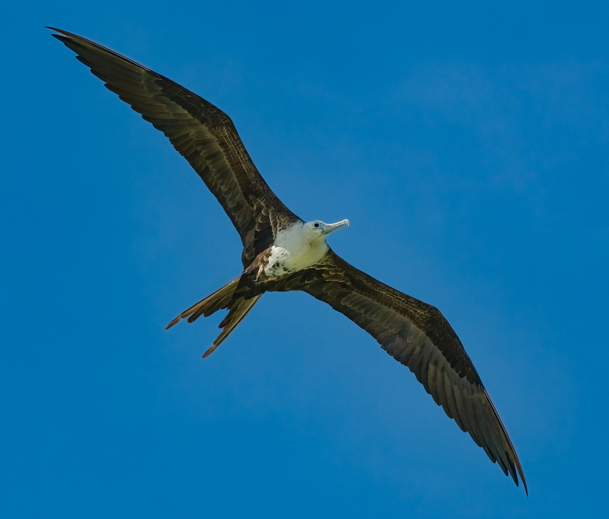 Magnificent Frigatebird | Flying Bird Images | Aerial Birds
