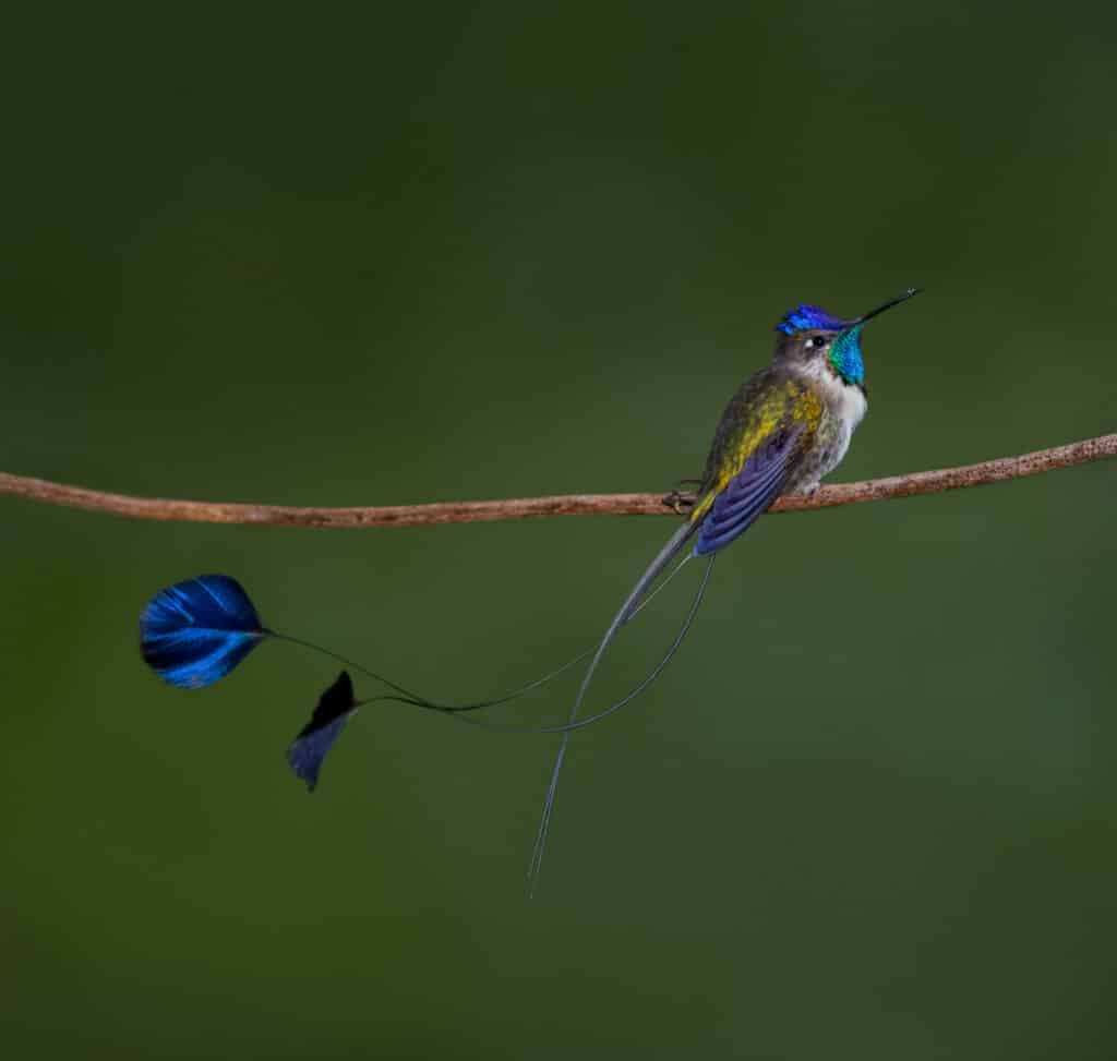 Marvelous Spatuletail | Hummingbirds | Colorful Birds
