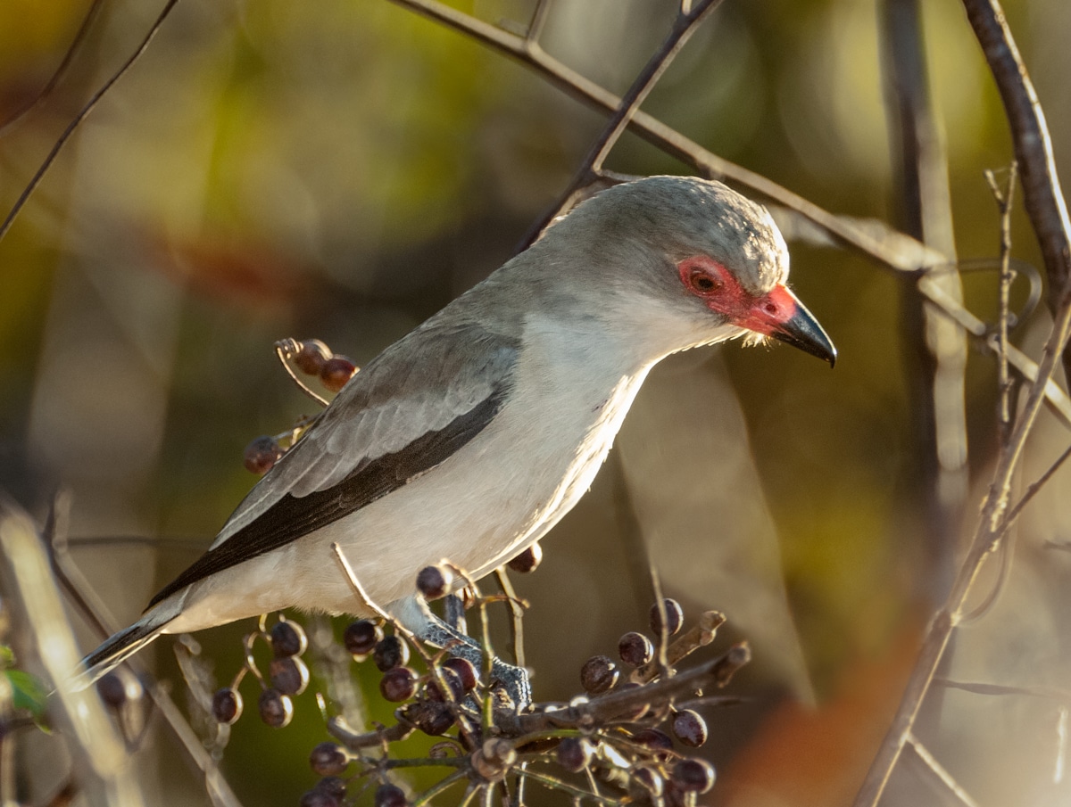 Masked Tityra | Bird Call | Nature Photography