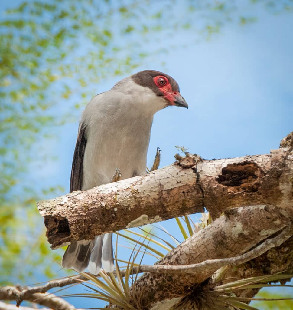 Maked Tityra | Bird Watching | Passerine