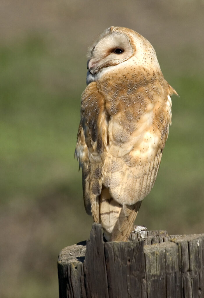 American Barn Owl | Types of Owls | Owen Deutsch Photography