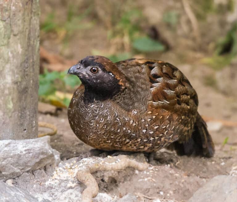 Black-fronted Wood Quail | Birding | Nature Photographer