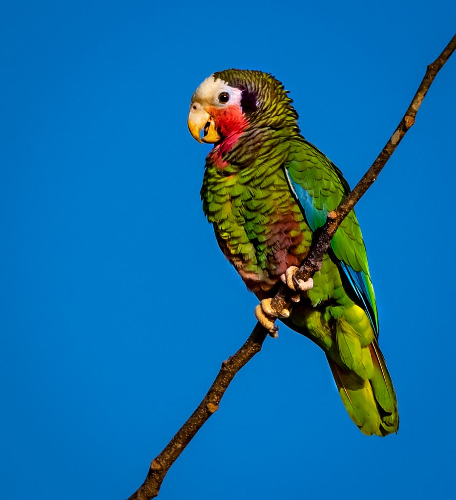 Cuban Parrot | Bird Conservation | Passerine