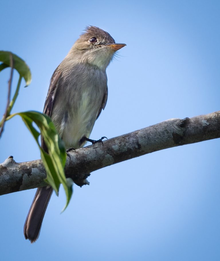 Olive-sided Flycatcher - Owen Deutsch Photography