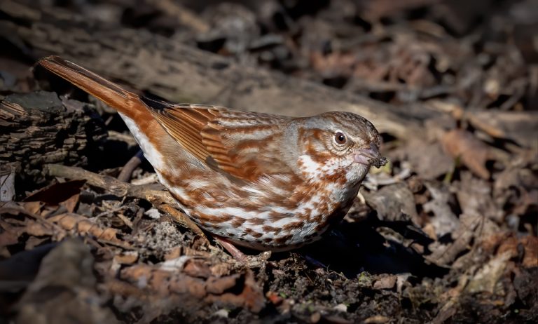 Red Fox Sparrow - Owen Deutsch Photography