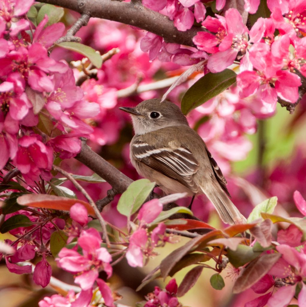 Magical Bird Photography at the Magic Hedge | Owen Deutsch Photography