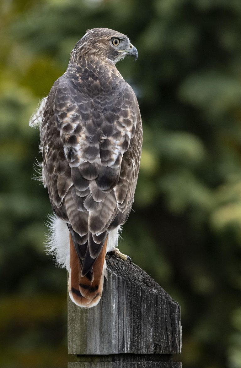 Red-tailed Hawk - Owen Deutsch Photography