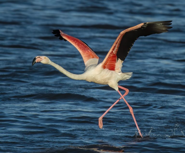 Greater Flamingo - The Dramatic Migrator - Owen Deutsch Photography