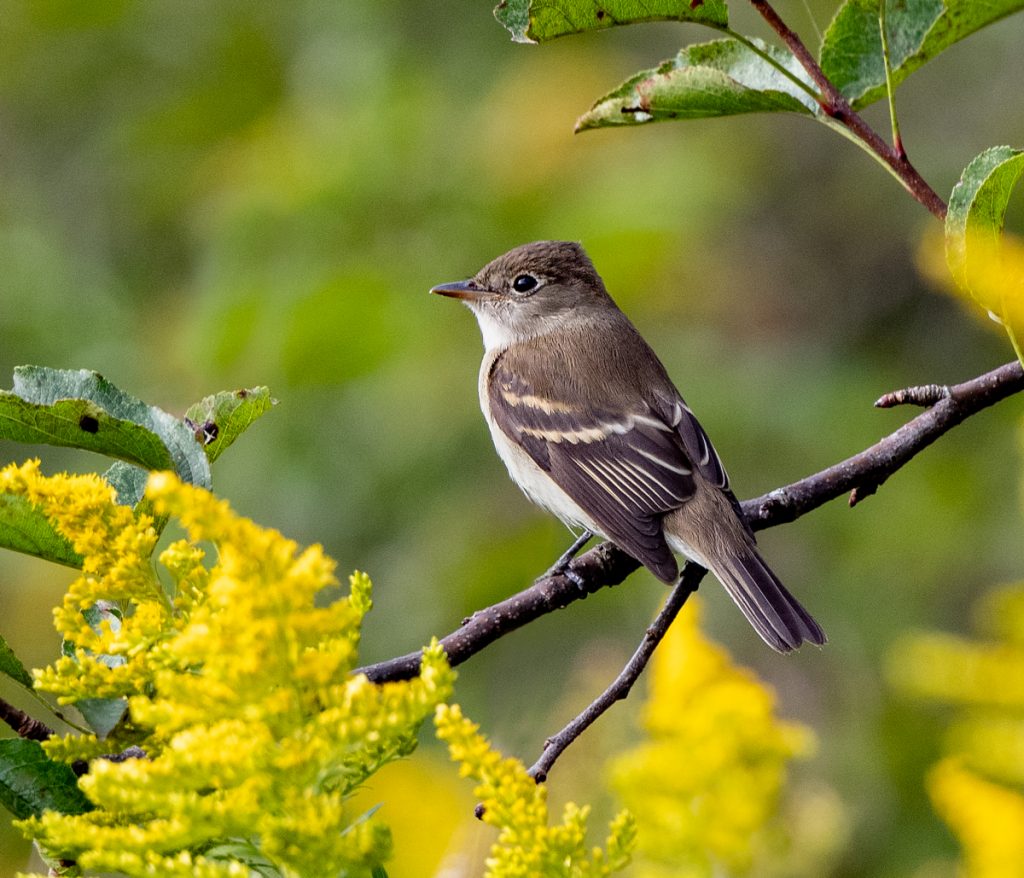 Least Flycatcher - Owen Deutsch Photography