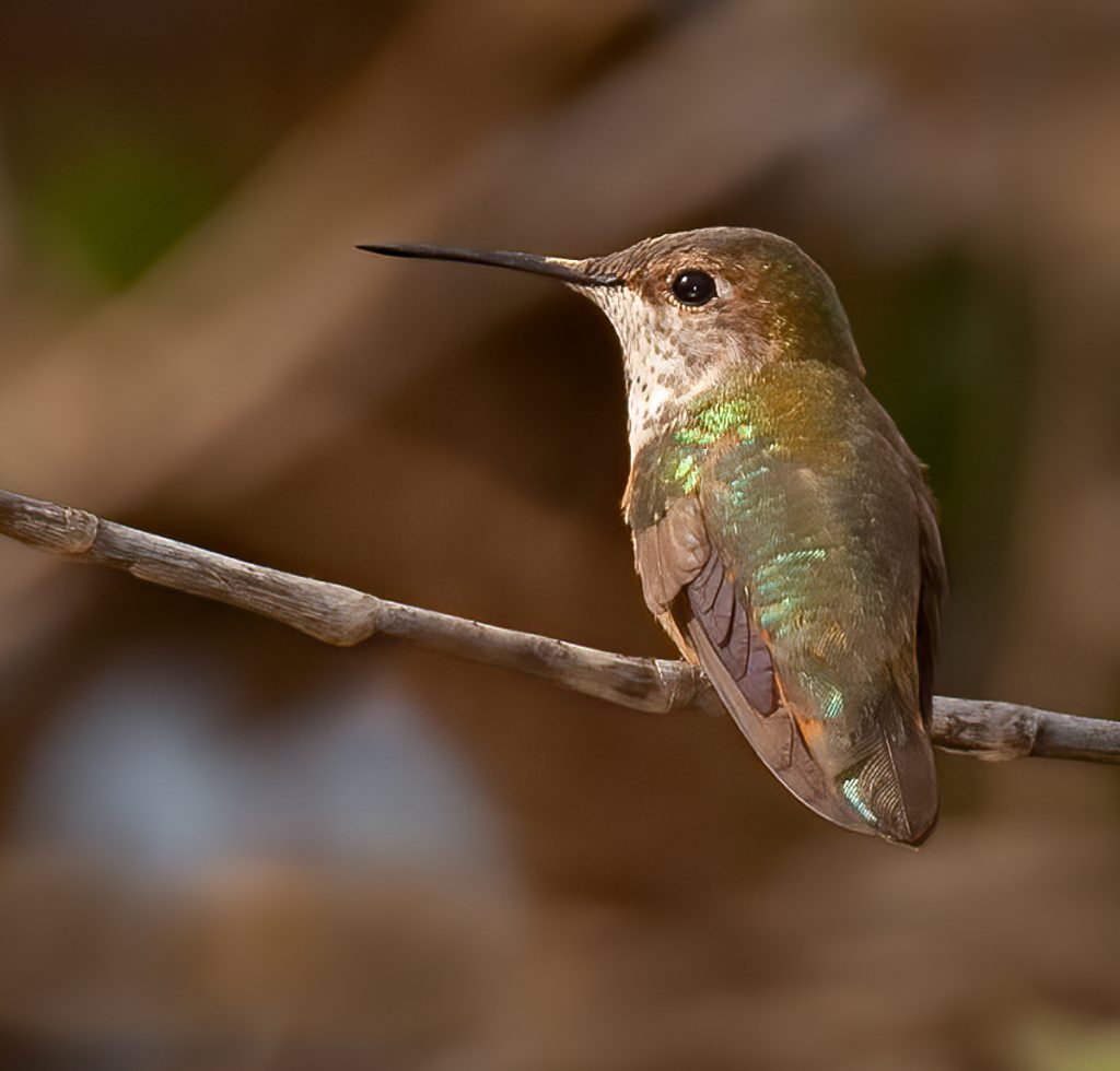 Bumblebee Hummingbird - Owen Deutsch Photography