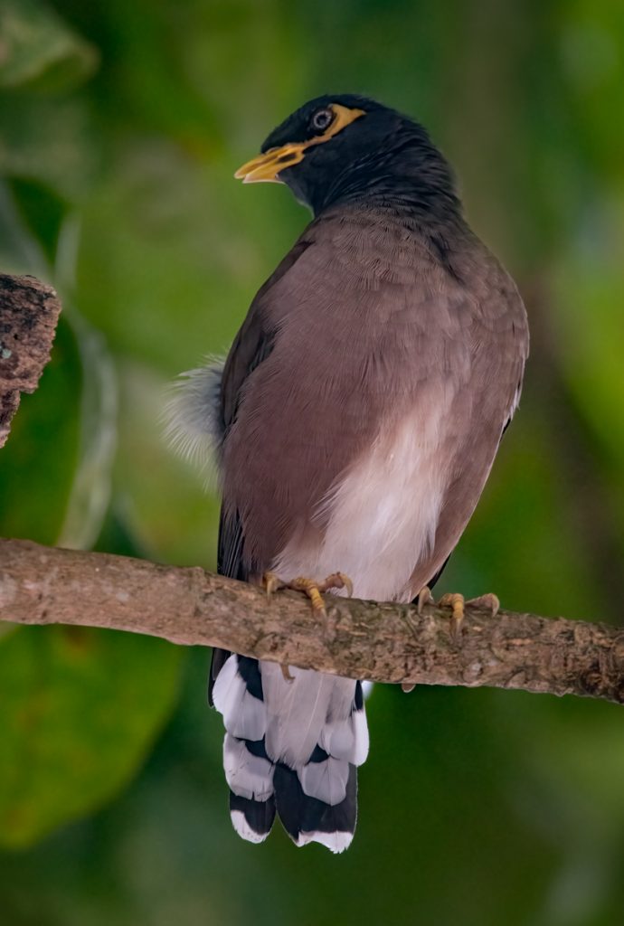 Common Myna - Owen Deutsch Photography